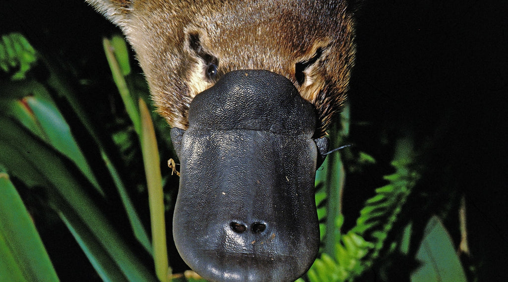 Les ornithorynques sont vraiment bizarres. – etee